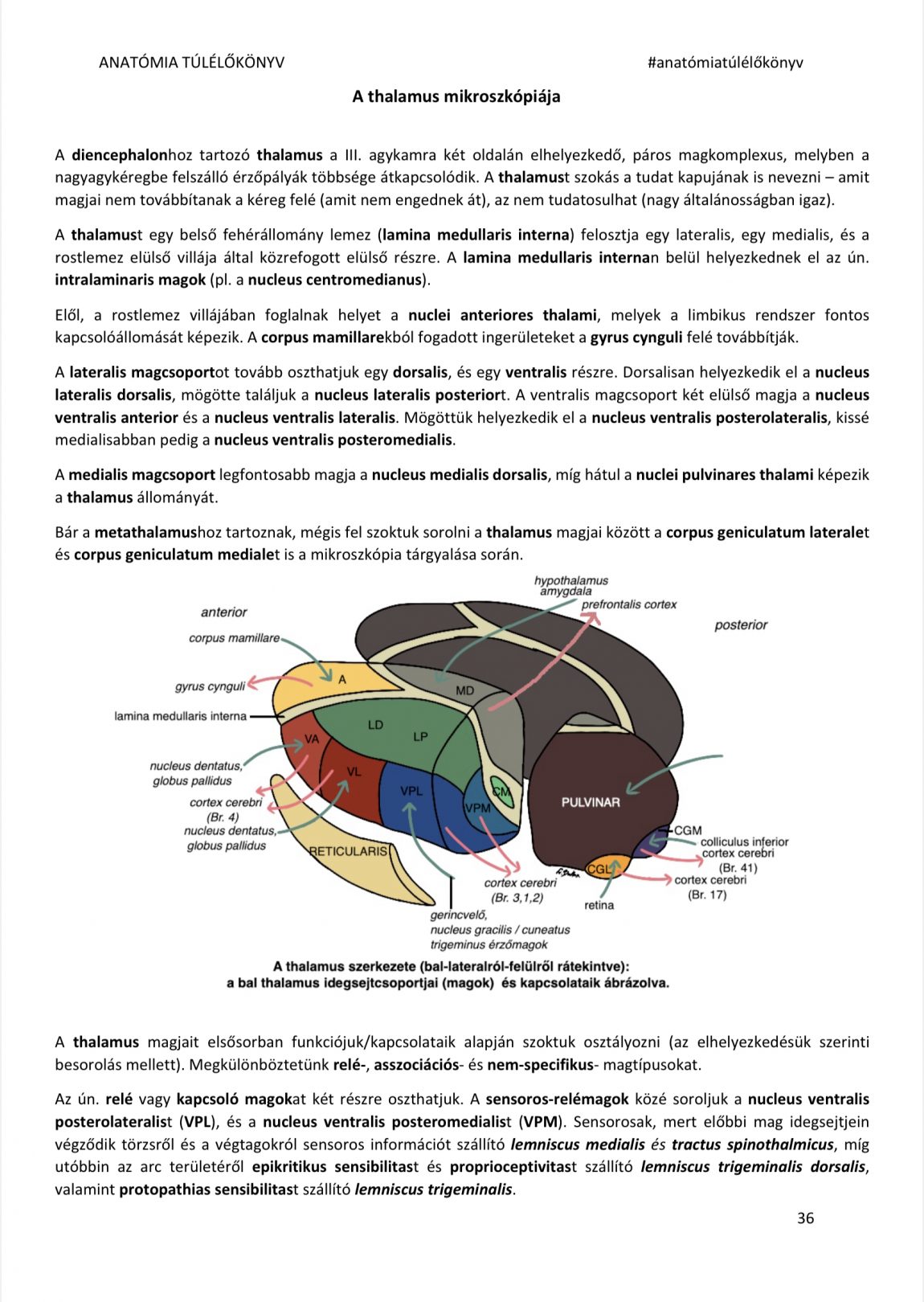 3b. fejezet – A központi idegrendszer mikroszkópiája – Anatómia Túlélőkönyv