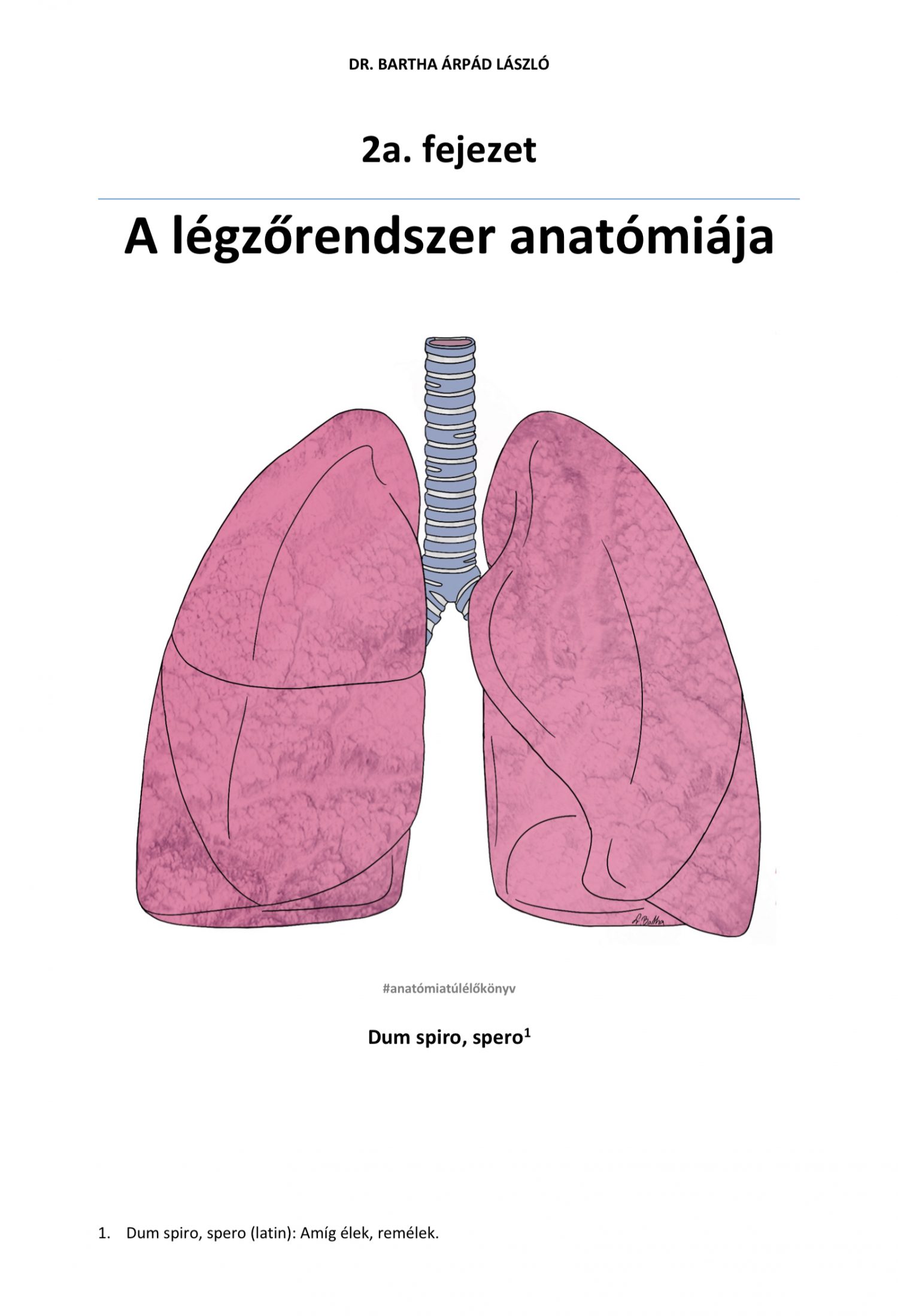 2b. fejezet – A keringési rendszer anatómiája – Anatómia jegyzetek