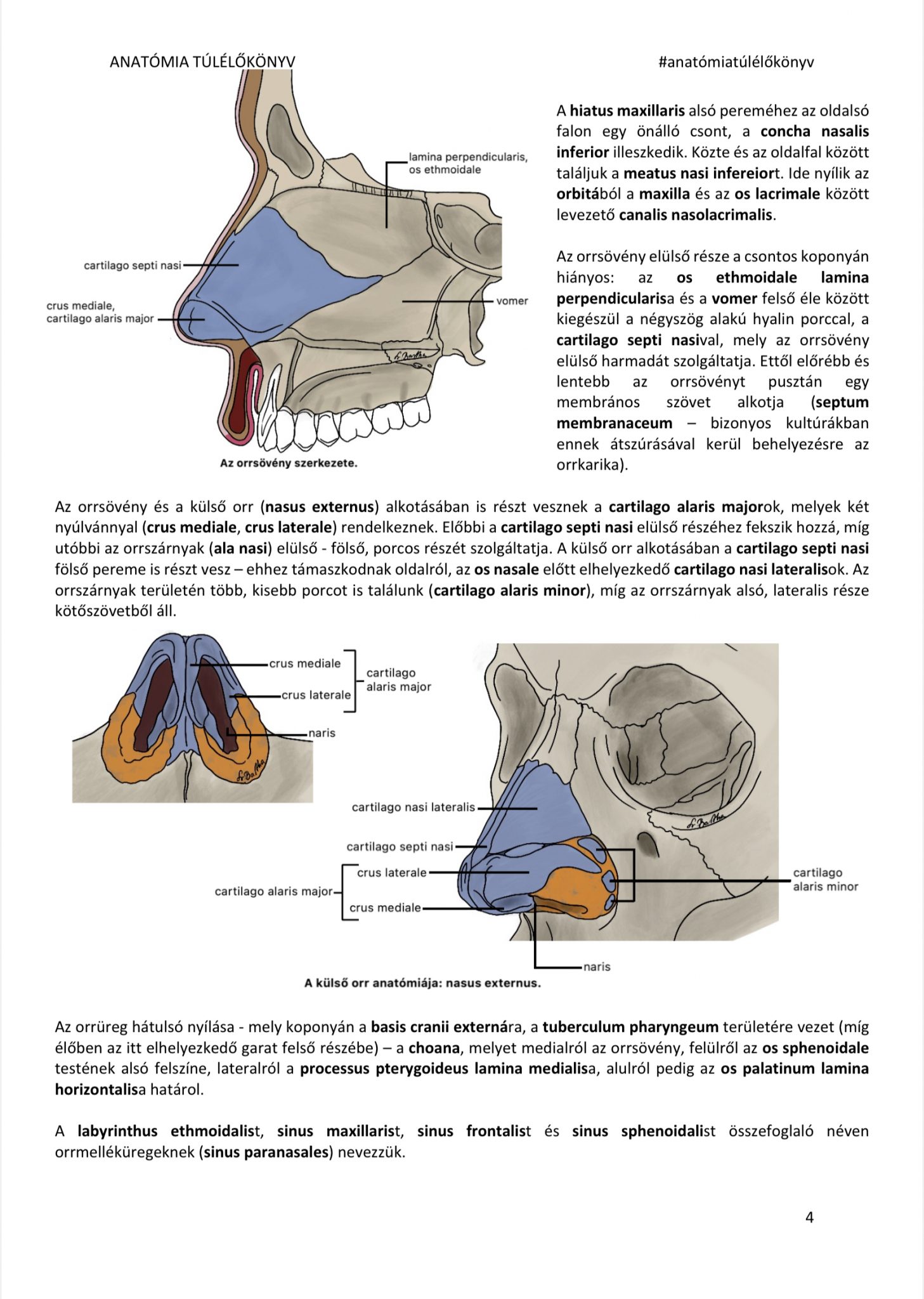 2a. fejezet – A légzőrendszer anatómiája – Anatómia Túlélőkönyv