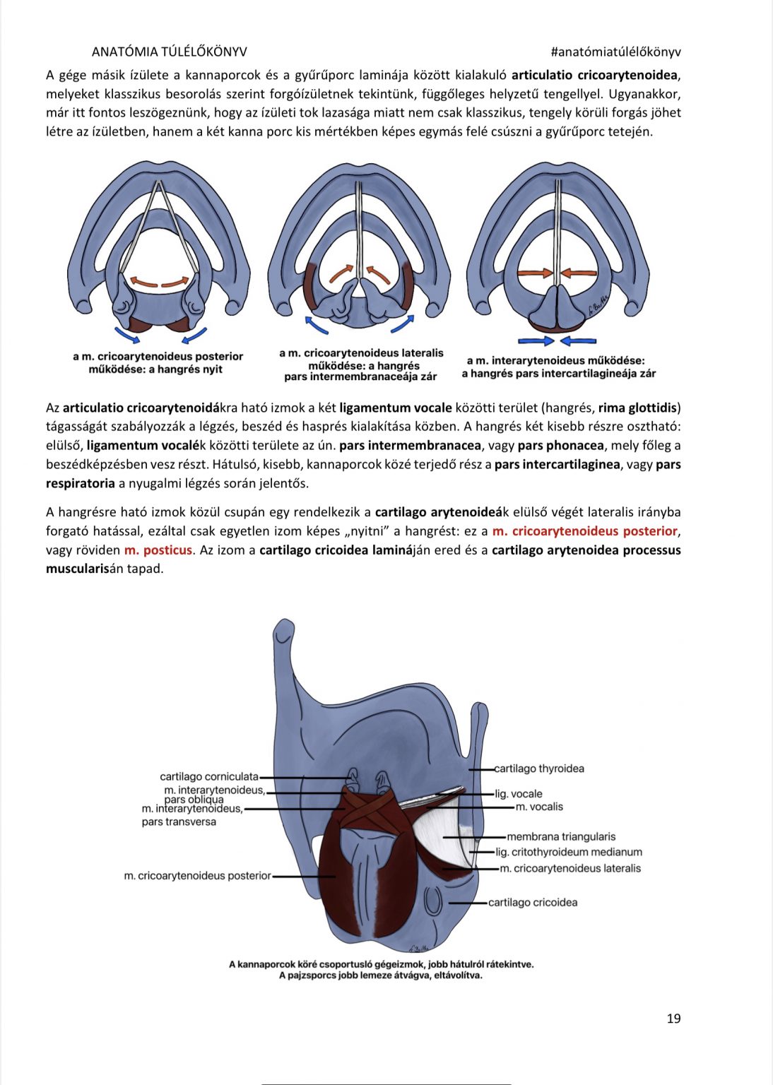 2a. fejezet – A légzőrendszer anatómiája – Anatómia Túlélőkönyv