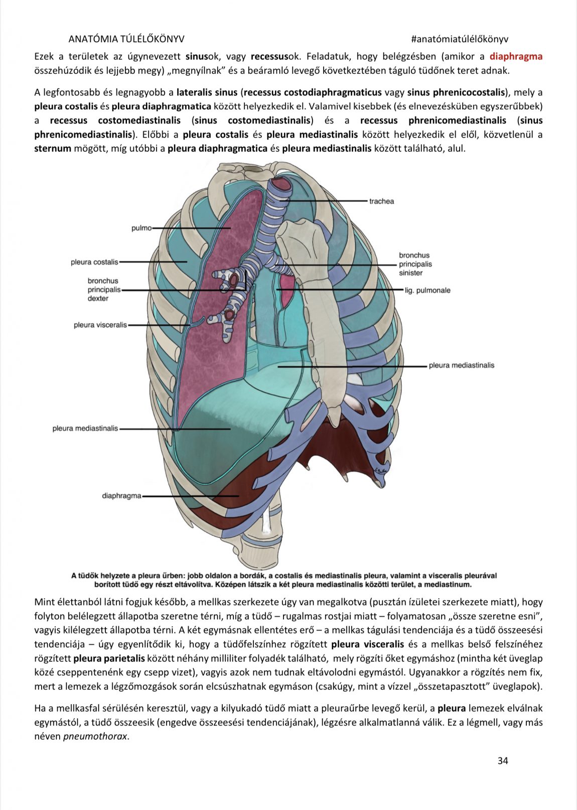 2a. fejezet – A légzőrendszer anatómiája – Anatómia Túlélőkönyv